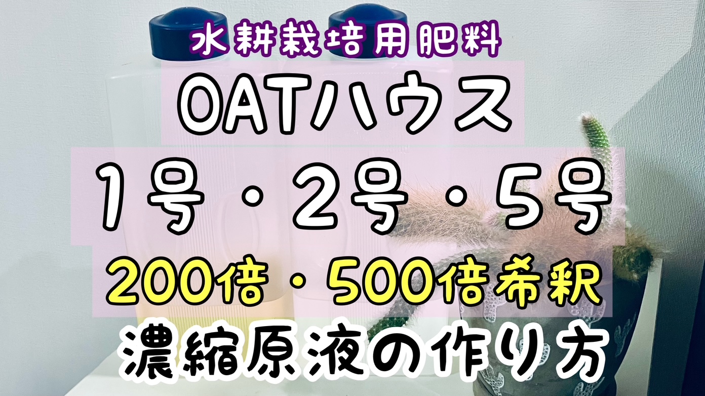 【実生記録】ペラルゴニウム・ミラビレ成長記：発芽から最新の姿まで！ | うめマヨ実生研究ブログ
